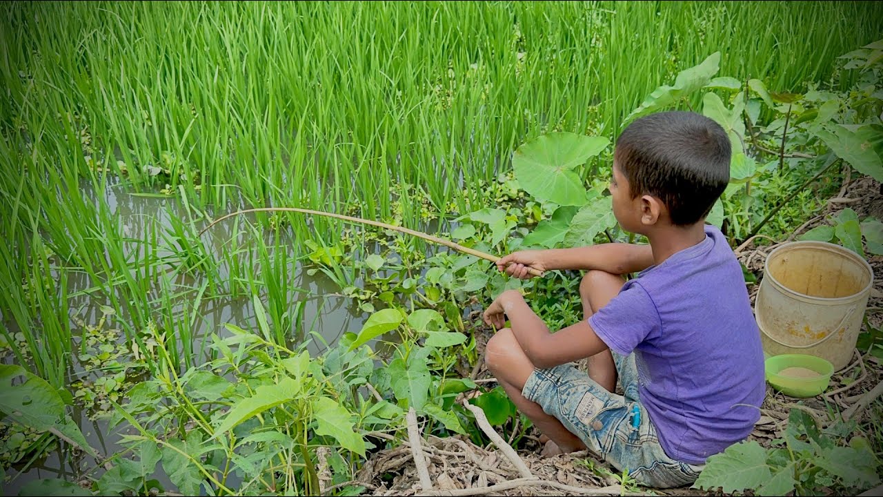 Fishing Video ~ Catching Fish By Fish Hook || Village Paddy Field ...