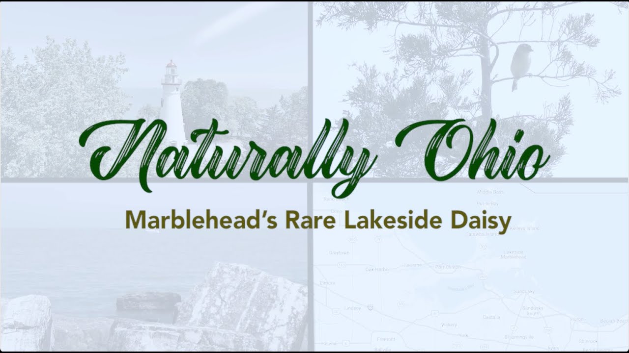 Naturally Ohio - Marblehead's Rare Lakeside Daisy - YouTube
