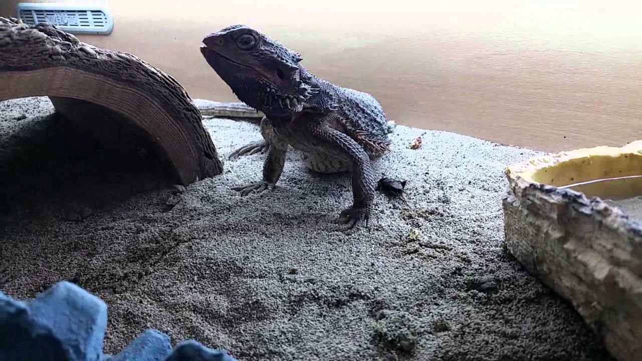 Bearded dragon hunting and eating - YouTube