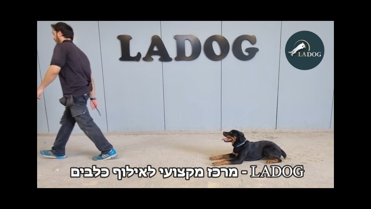 כלבת רוטווליר בסיום קורס אילוף בחברת LADOG - YouTube