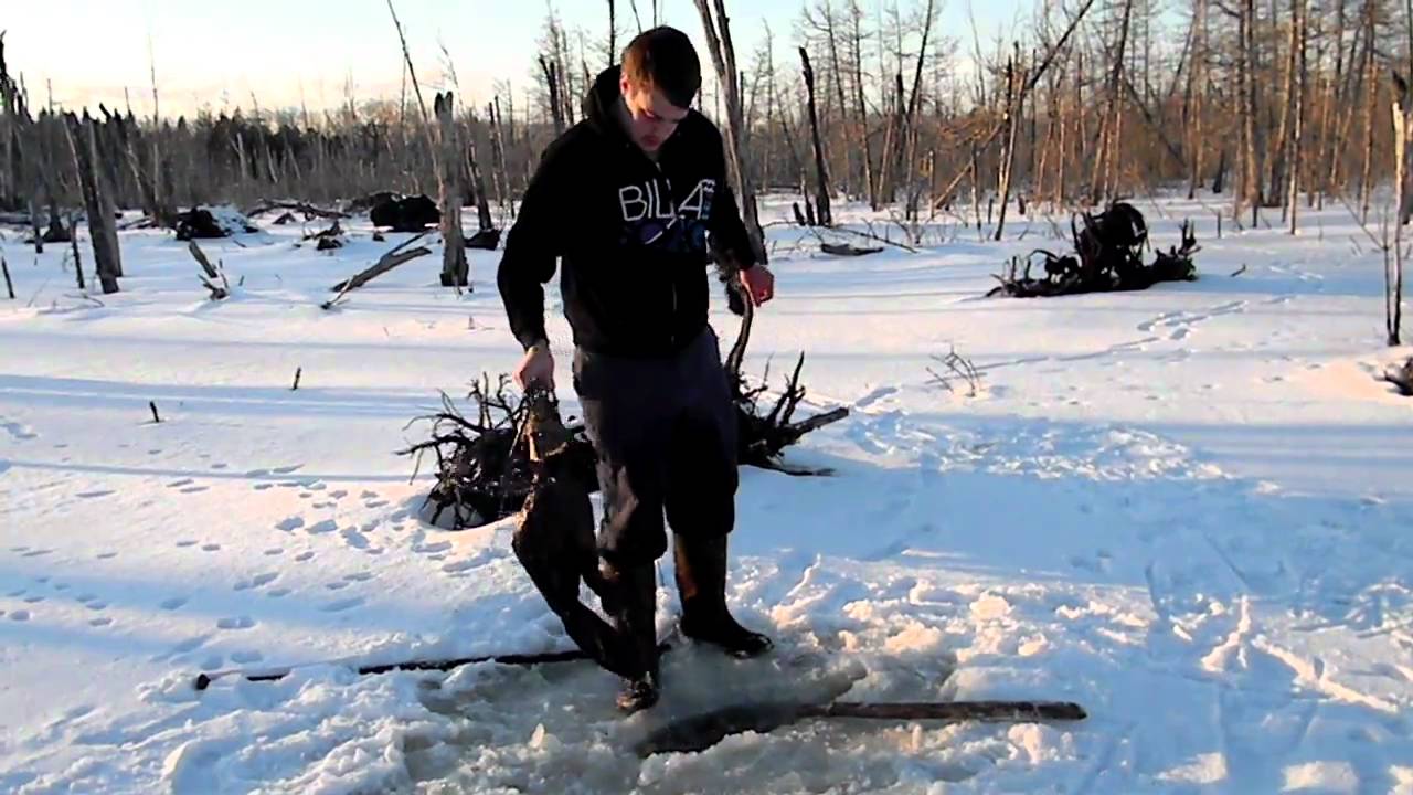 beaver trapping pt 2 - YouTube