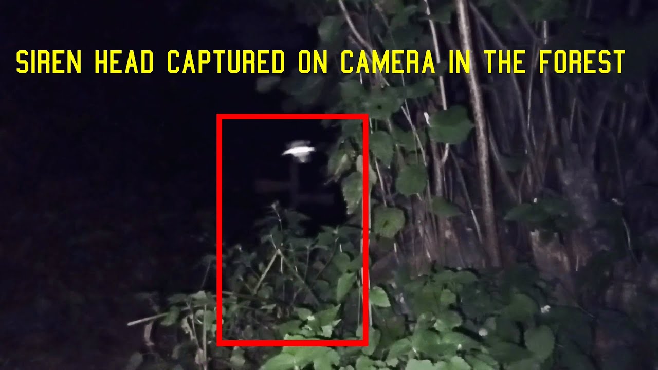 Real Siren head caught on camera in forest 2021 - YouTube