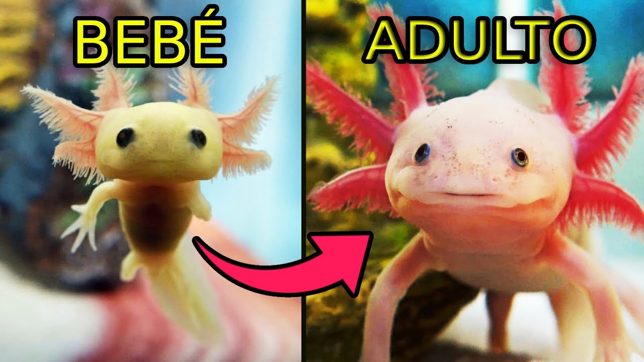 El Ajolote (Caracteristicas,alimentación y más) - YouTube