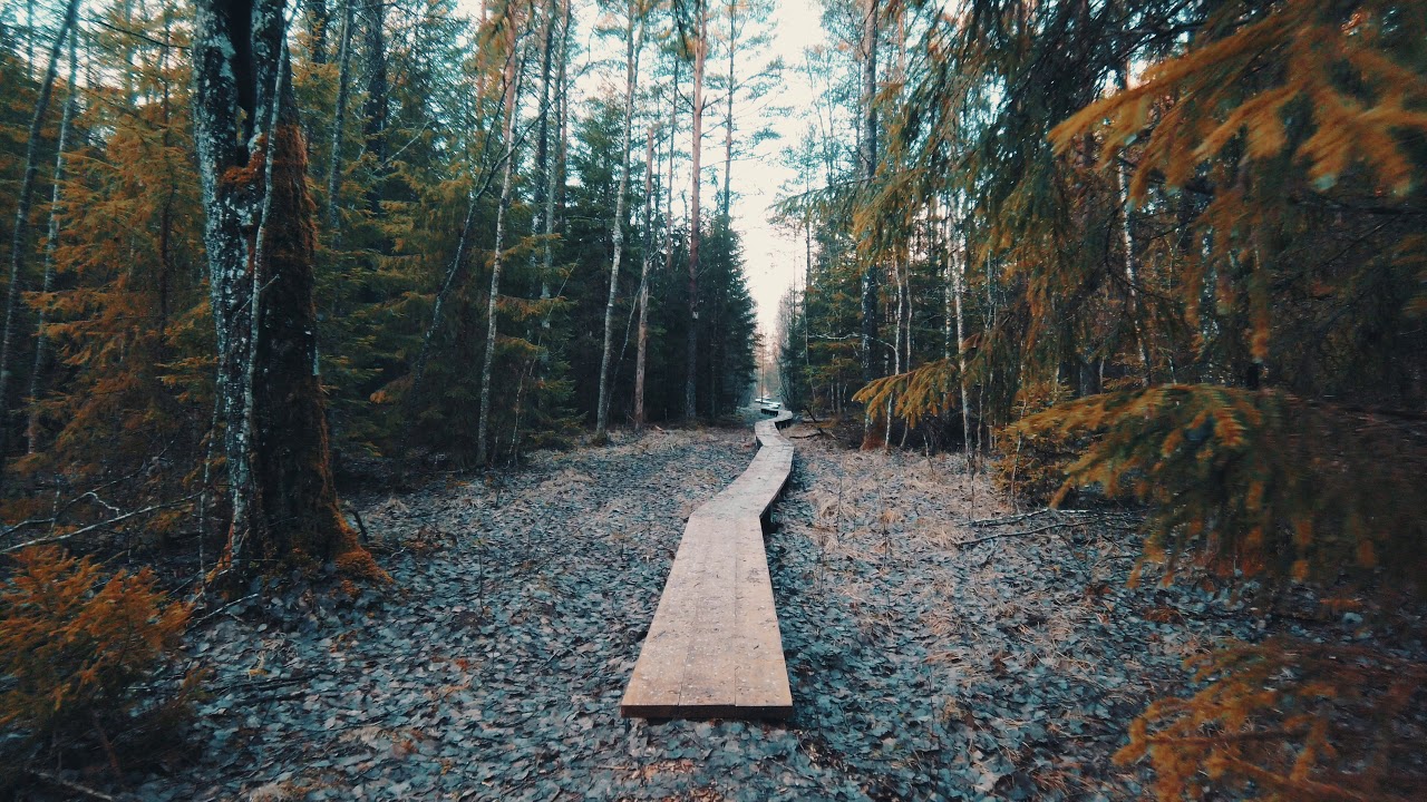 Walk in Winter Lithuanian Forest - YouTube