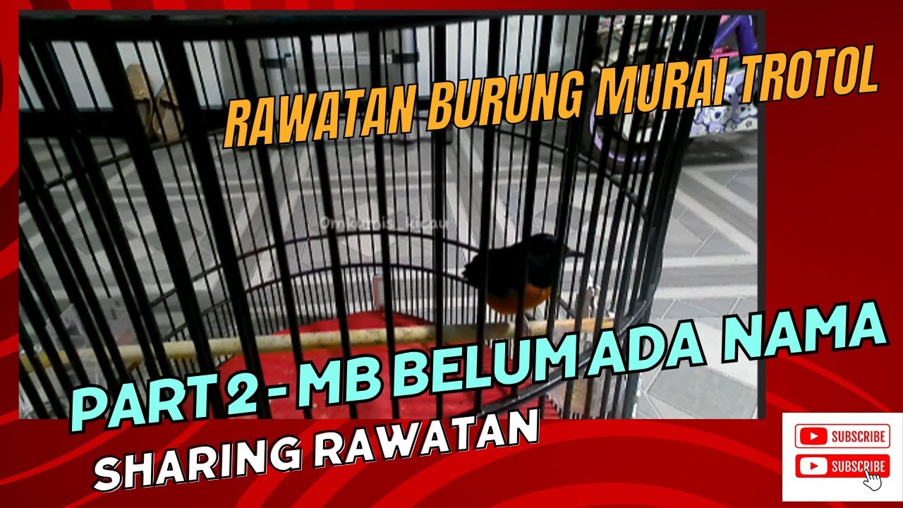 MURAI TROTOL PART 2 -MB BELUM ADA NAMA, RAWATAN HARIAN MURAI TROTOL ...