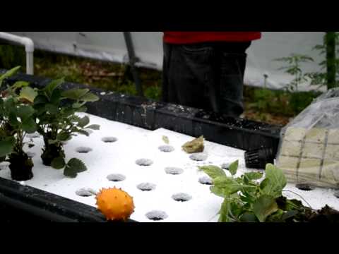Deep Water Culture Raft aquaponics, it's grow time! - YouTube