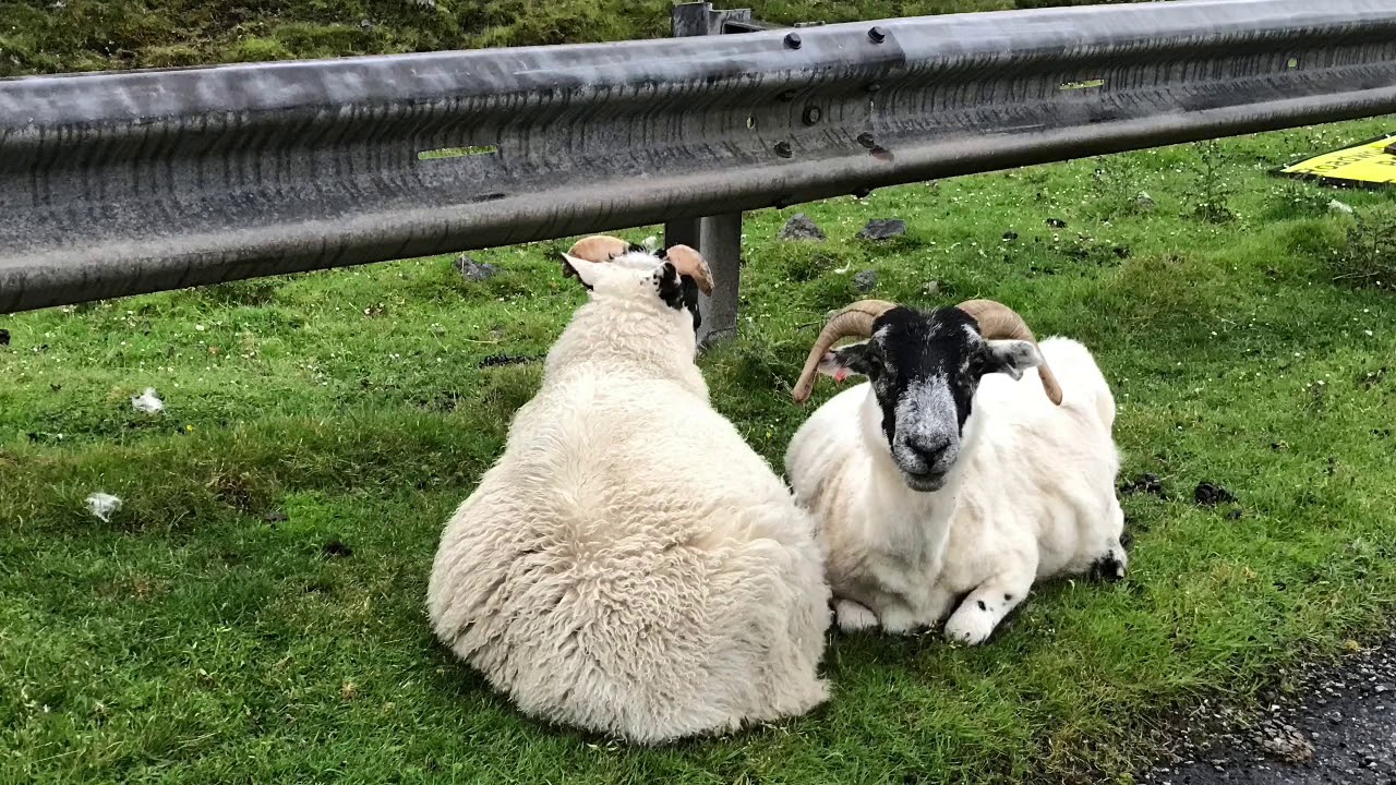 Sheep & Wool from Scotland - YouTube