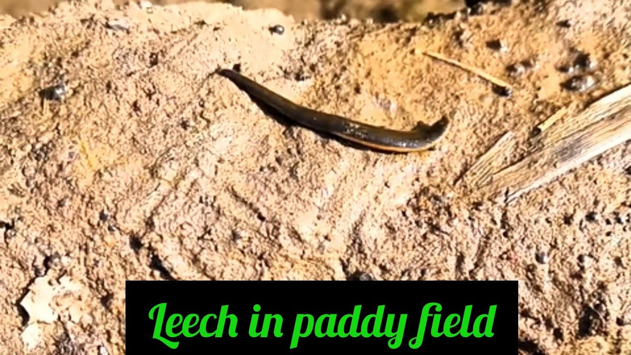 Unexpected meeting with Leech|Amazing capture of leech in paady fields ...