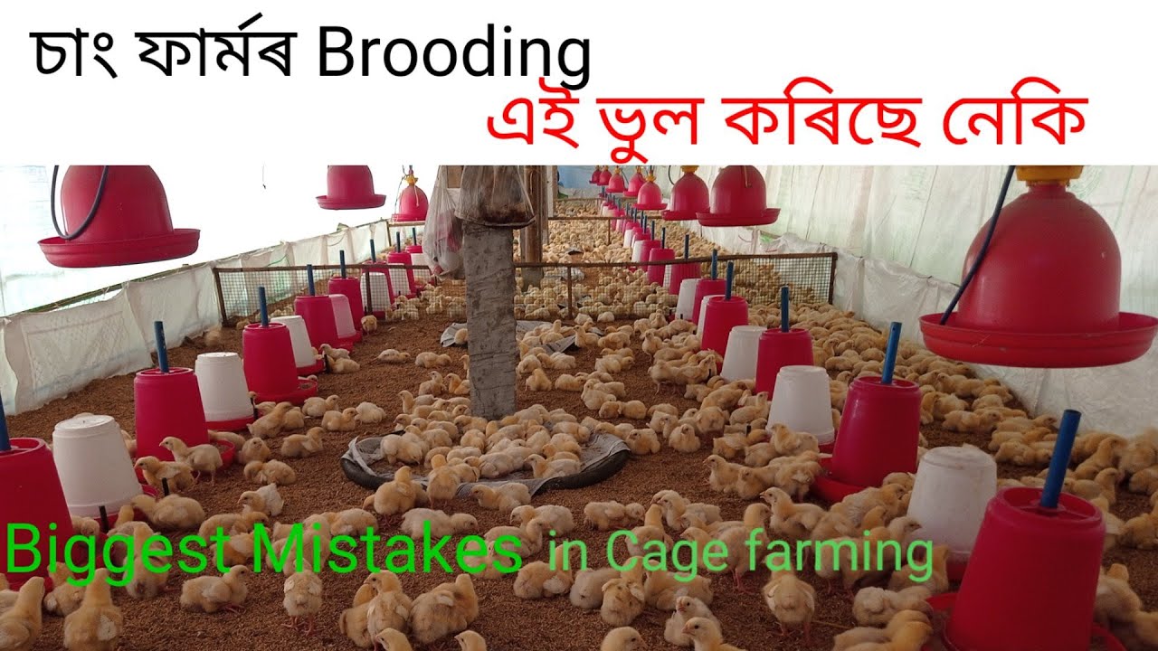 ঠাণ্ডাৰ দিনত চাং ফার্মৰ Brooding এই ভুল কৰিছে নেকি,Cage Farming brooding best system - YouTube