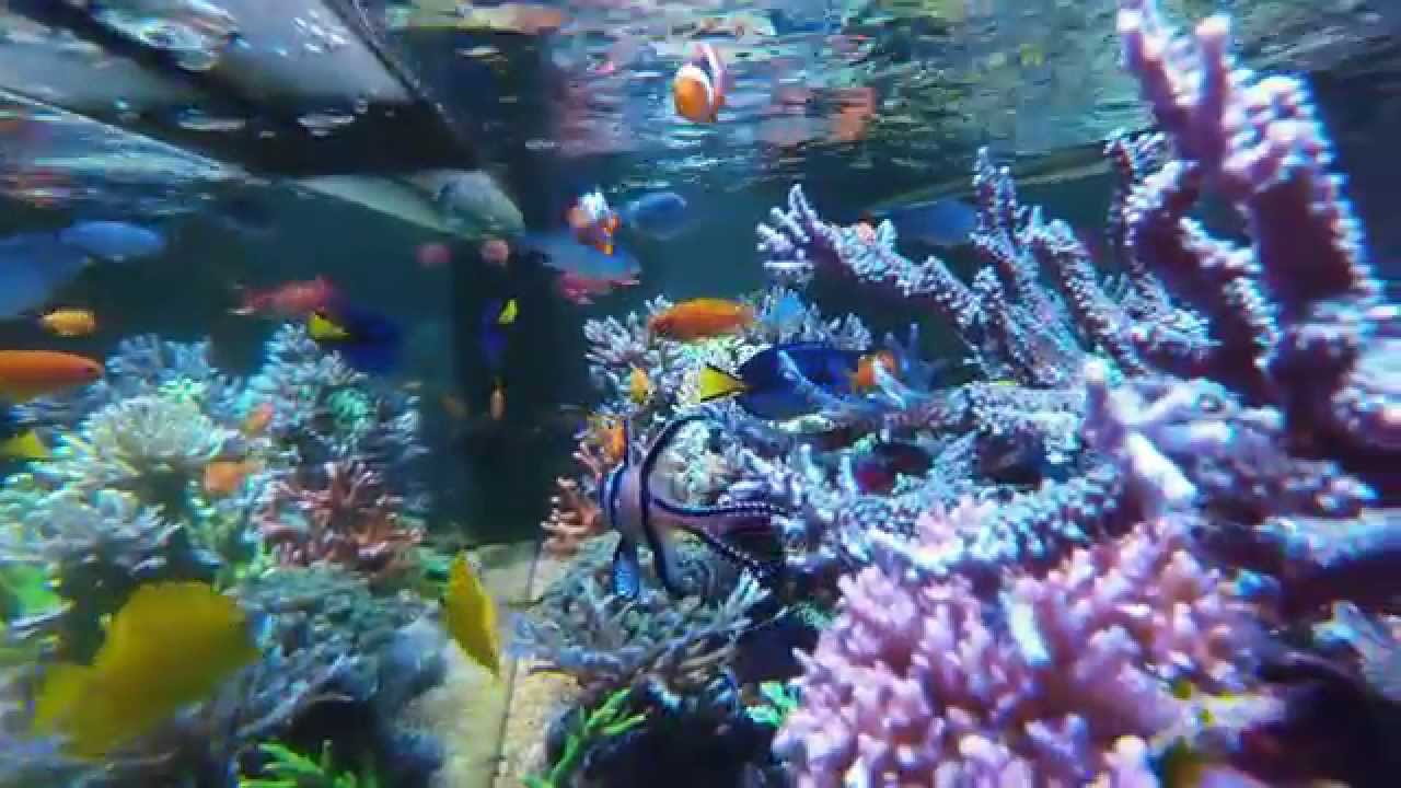 Jūrinis akvariumas | žuvytė Nemo | klounai akvariume | http://reef.lt ...