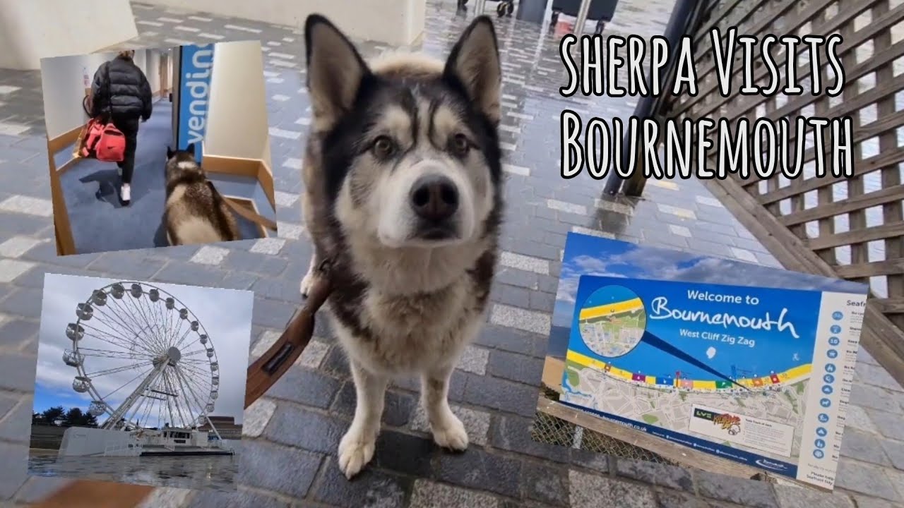 Sherpa the Husky goes on holiday to Bournemouth, and takes Sister Sarah ...