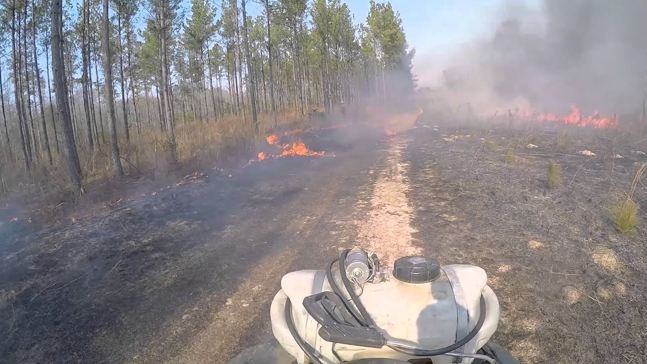 Prescribed Burn in Longleaf Pine Stand - YouTube