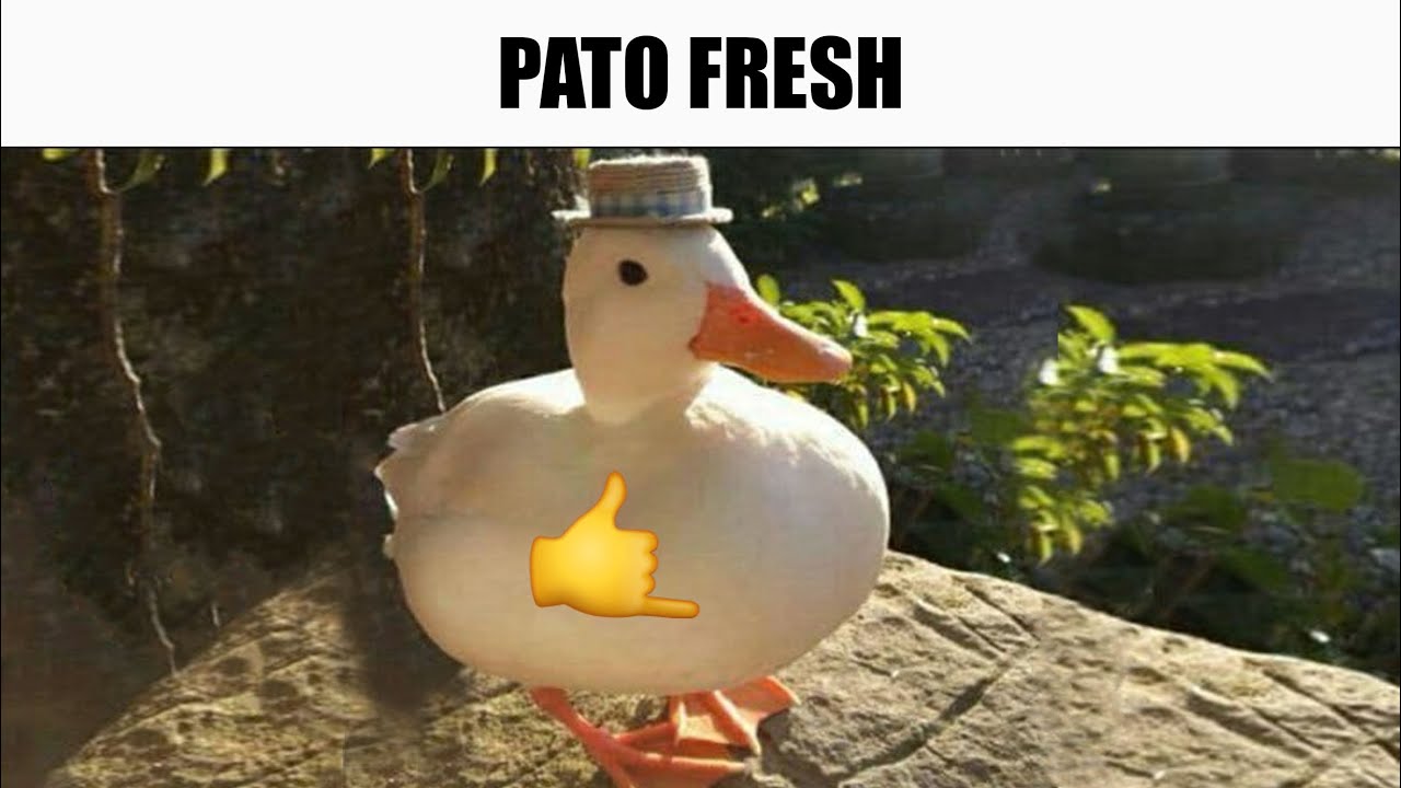 MEMES RANDOM #395 - YouTube