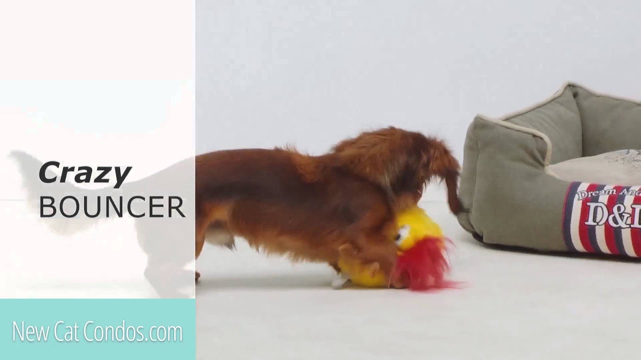 New Cat Condos - Adventure Crazy Bouncer - YouTube