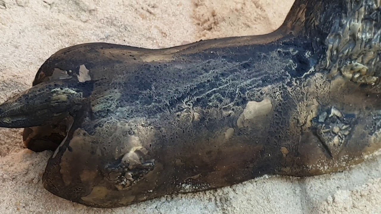 Ancient Egyptian Deer - YouTube