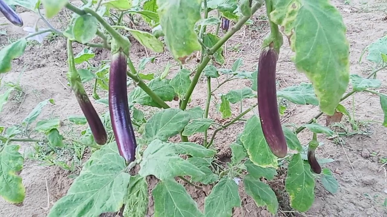 Maraming bunga ang mga talong sa farm - YouTube