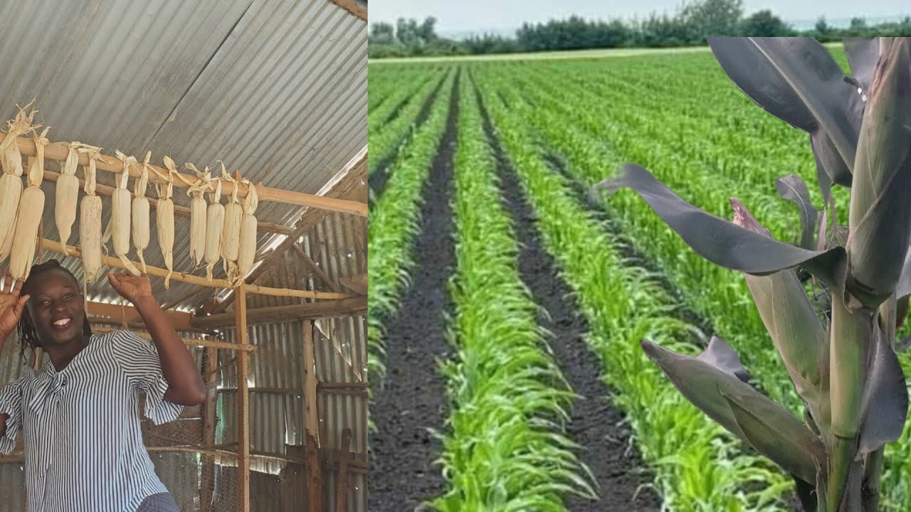 How to store Maize/Corn Organically till Planting Season. NO CHEMICALS ...