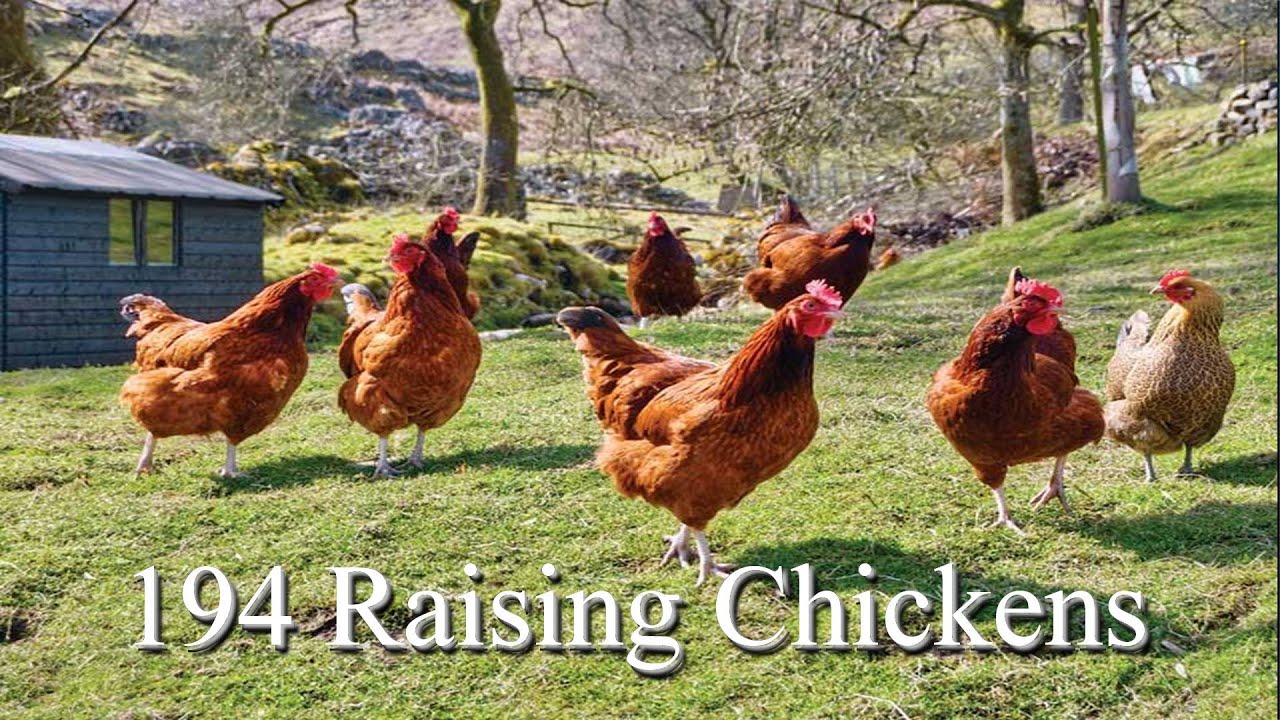 The Old Principal 194 - YouTube