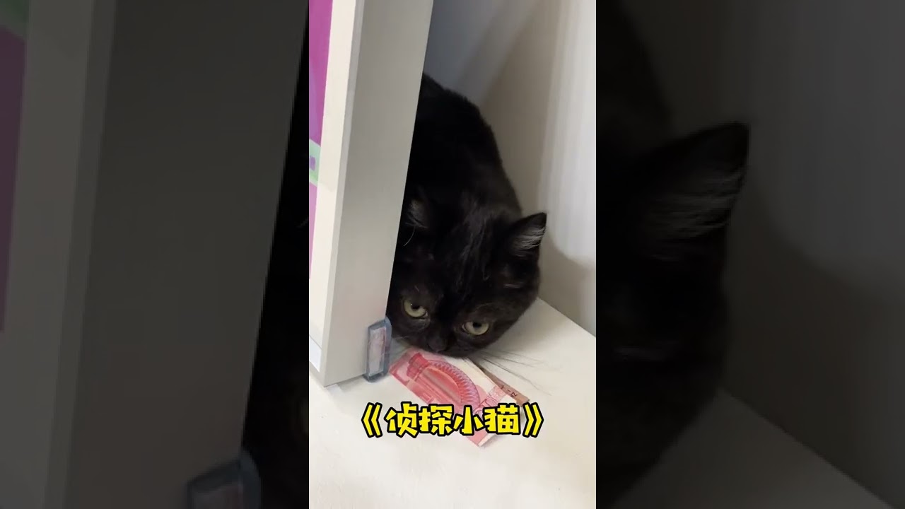 我家猫是狗变的吧 Youtube