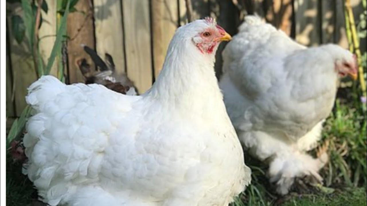 White Buff| Black Buff| Silver Buff #viral #blue #white #viralshorts ...