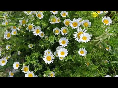 ilkbaharın güzellikleri papatya🌼🌻