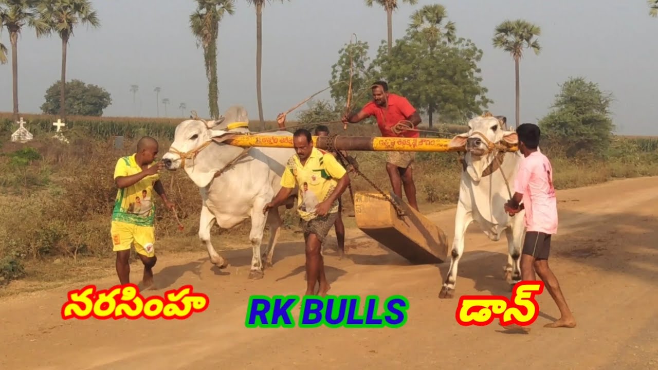 RK BULLS VETAPALEM (Narasimha Don) Today Beta - YouTube