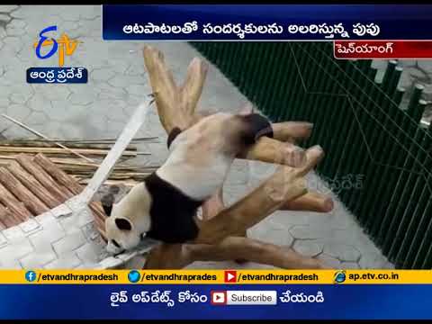 Pupu the panda shows off gymnastic prowess - YouTube