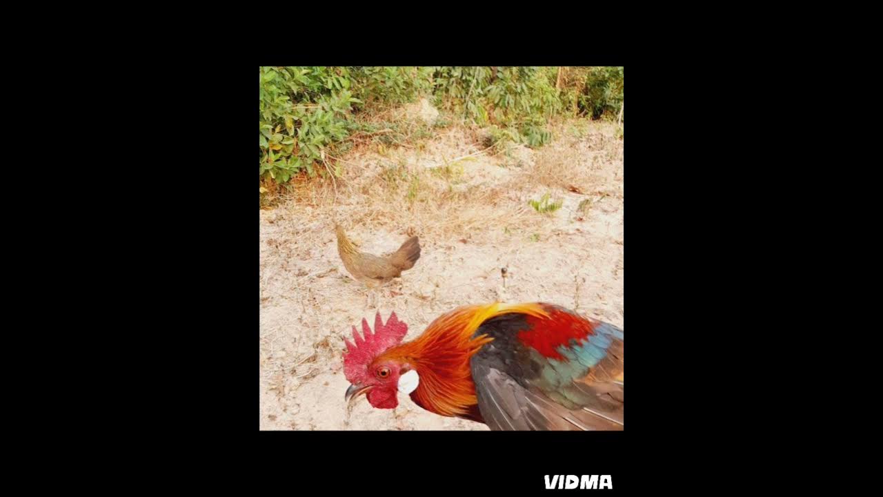 suab poj qaib tsauj cuab tuaj zoo1 - YouTube