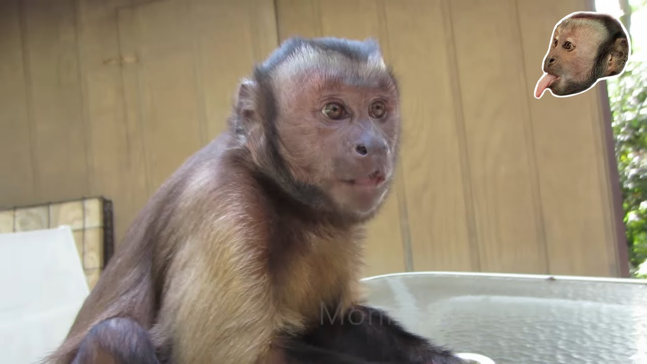 Capuchin Monkey Loves Planters Trail Mix! - YouTube