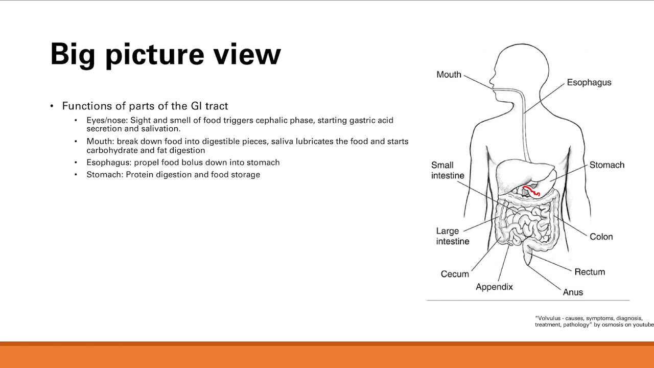 Physiology Of GI Tract | GI system | Step 1 Simplified - YouTube