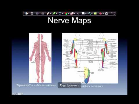 Chapter 12 Disorders of the peripheral nervous system - YouTube