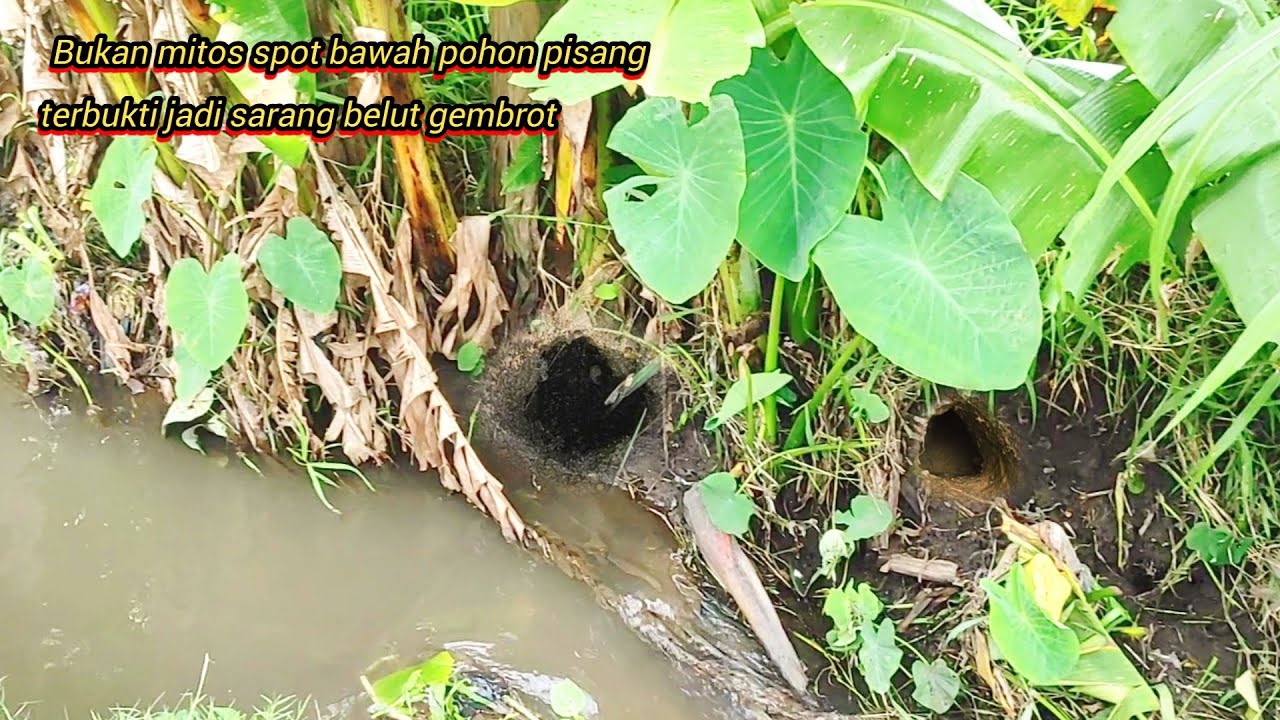 Konon katanya bawah pohon pisang jadi sarang belut lemu-lemu terbukti ...