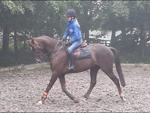 Merlin - Stunning Liver Chestnut Gelding - YouTube