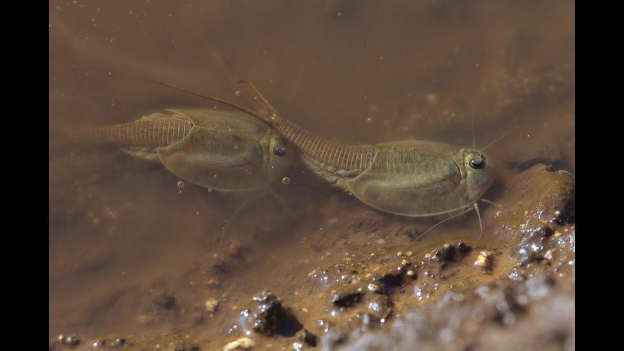 Triops In Hawaii ! - YouTube