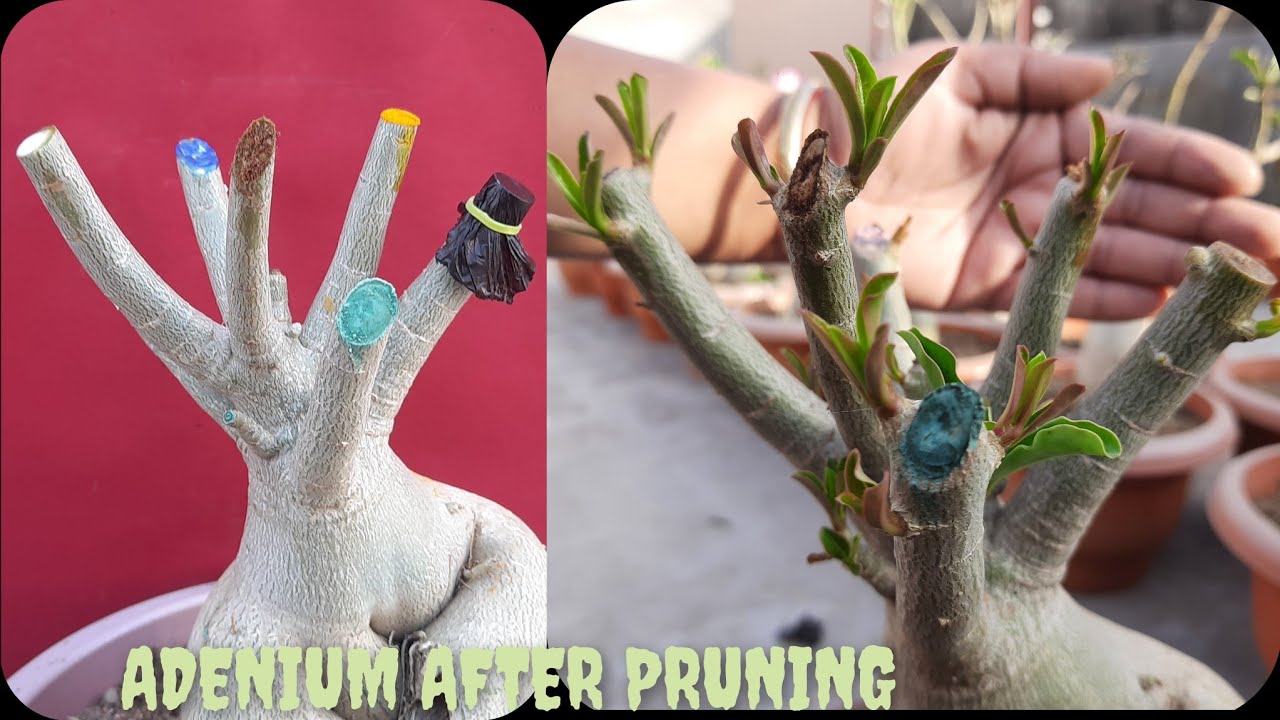 ADENIUM PRUNING UPDATE - YouTube