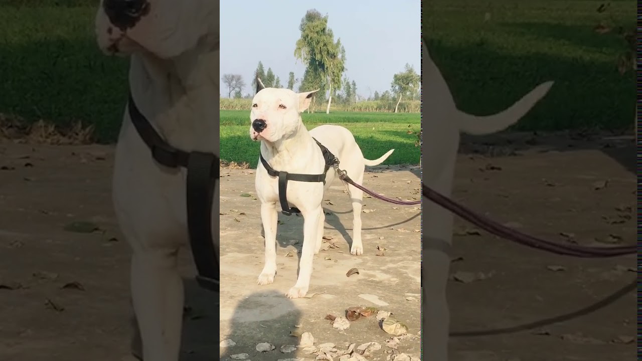 Gultair dogs - YouTube