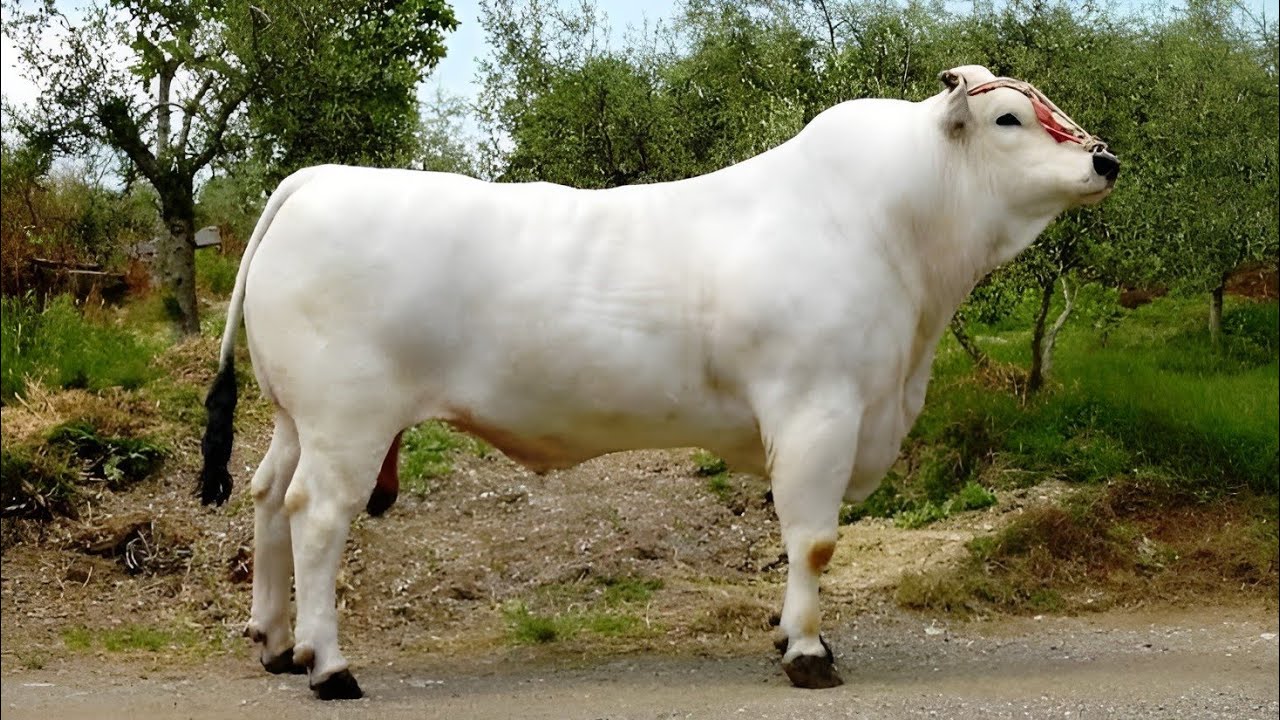 10 RAS SAPI TERBESAR DI DUNIA - YouTube