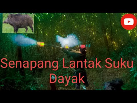Senapan Api Berburu Terbaik Senapan Tradisional Suku Dayak - YouTube