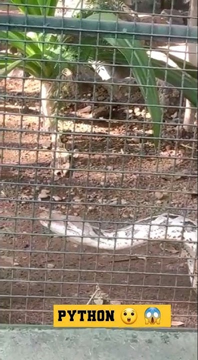 pythons video #viral #shortsyoutube shorts - YouTube