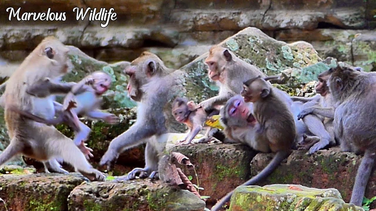 P+0+0+r of both, Jane l+oss of ownership w-arning Jazzy, Coz Button not ...