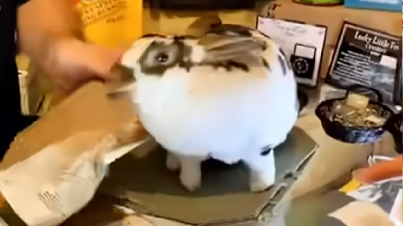 this rabbit just got promoted from rabbit to CEO cashier - YouTube