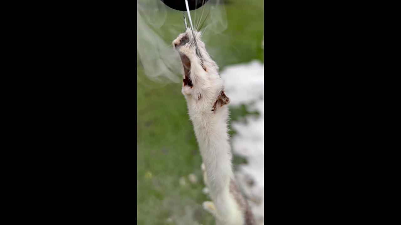 Smoking weasel pelts - YouTube