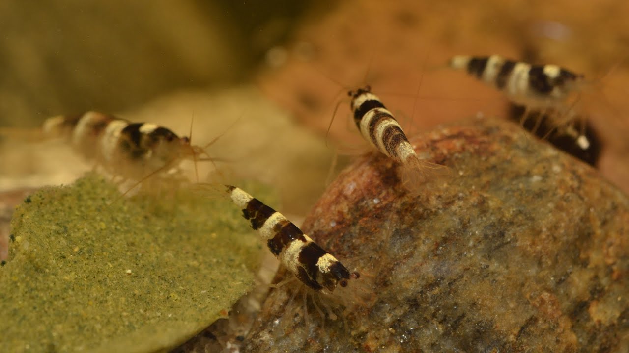 Princess Bee Tank - June 2016 - YouTube