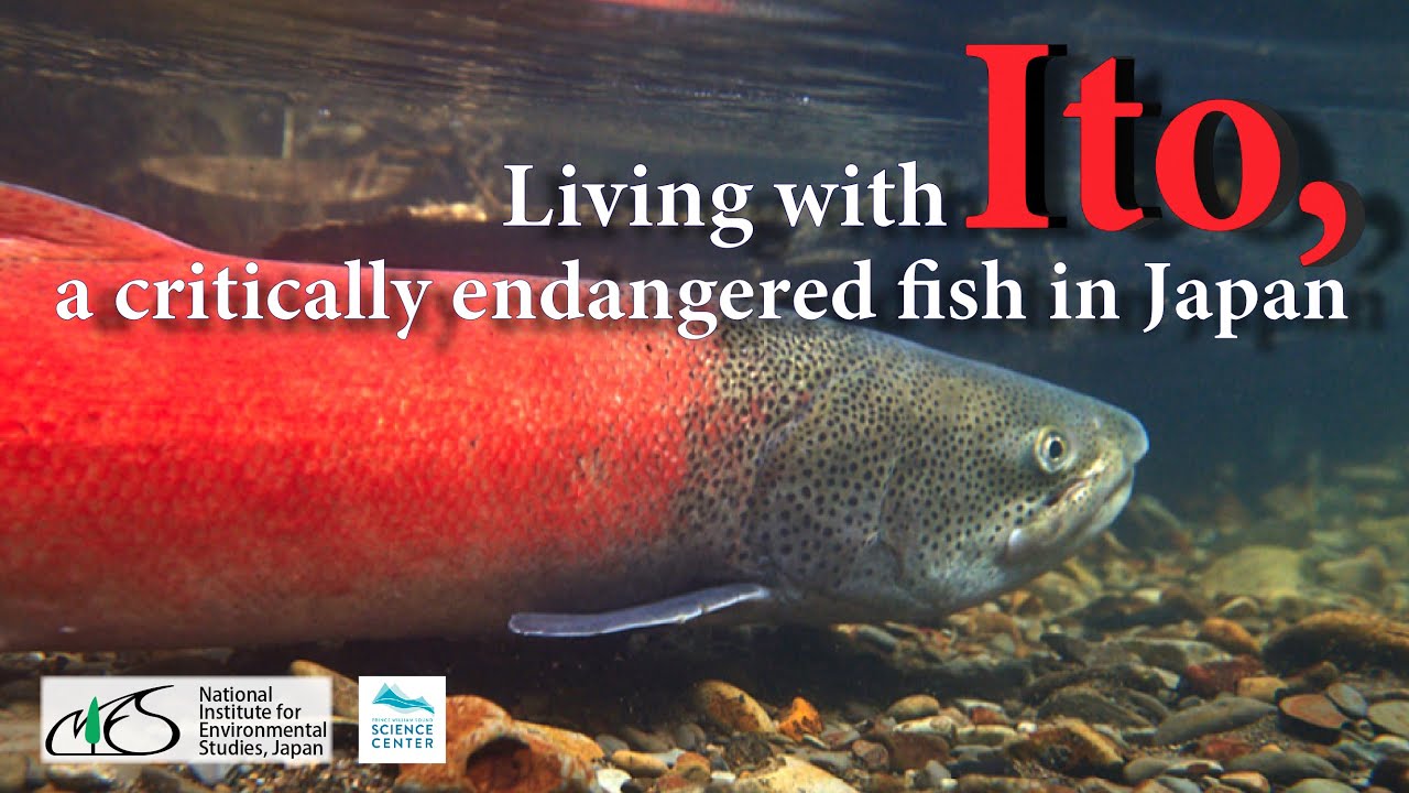 Living with Ito, a critically endangered fish in Japan - YouTube