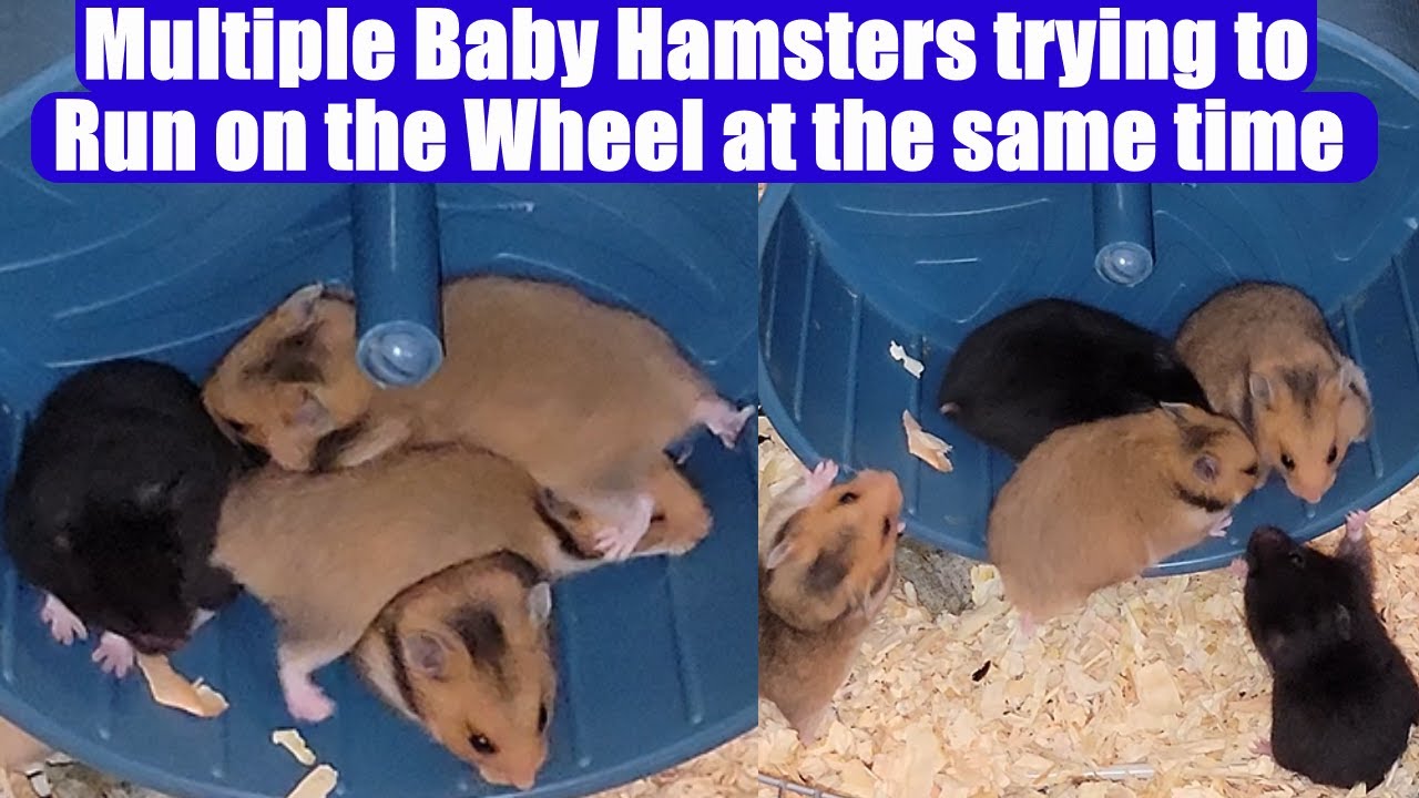 Multiple Baby Hamsters trying to Run on the Wheel at the same time 200x ...