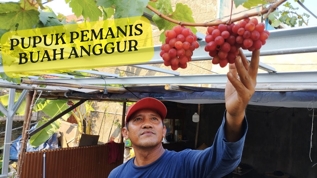 Ramuan Pupuk Pembuahan Anggur. Belum Matang sempurna, Rasa Sudah Manis ...
