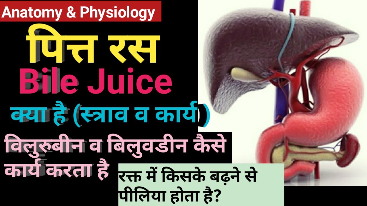 What Is Bile Juice what Is The Function Of Bile Juice what-is-bile-juice-what-is-the-function-of-bile-juice