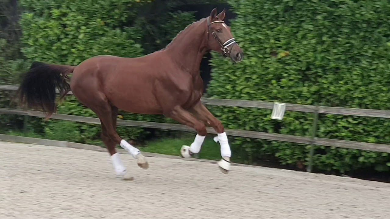 2.5jarige hengst v Daily Diamond x Charmeur - YouTube