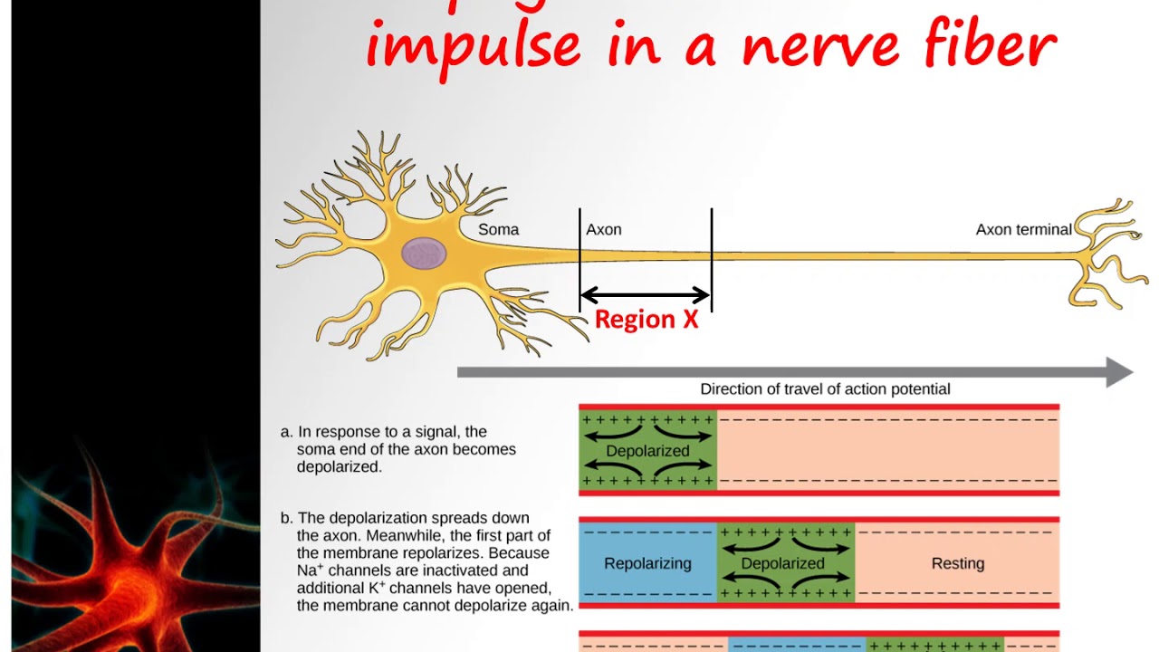 5 conduction of the nerve impulse in a nerve fiber - YouTube