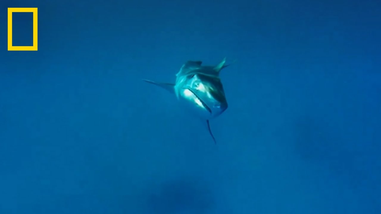 Spašeni iz ralja morskog psa I Sharkfest | National Geographic Croatia ...